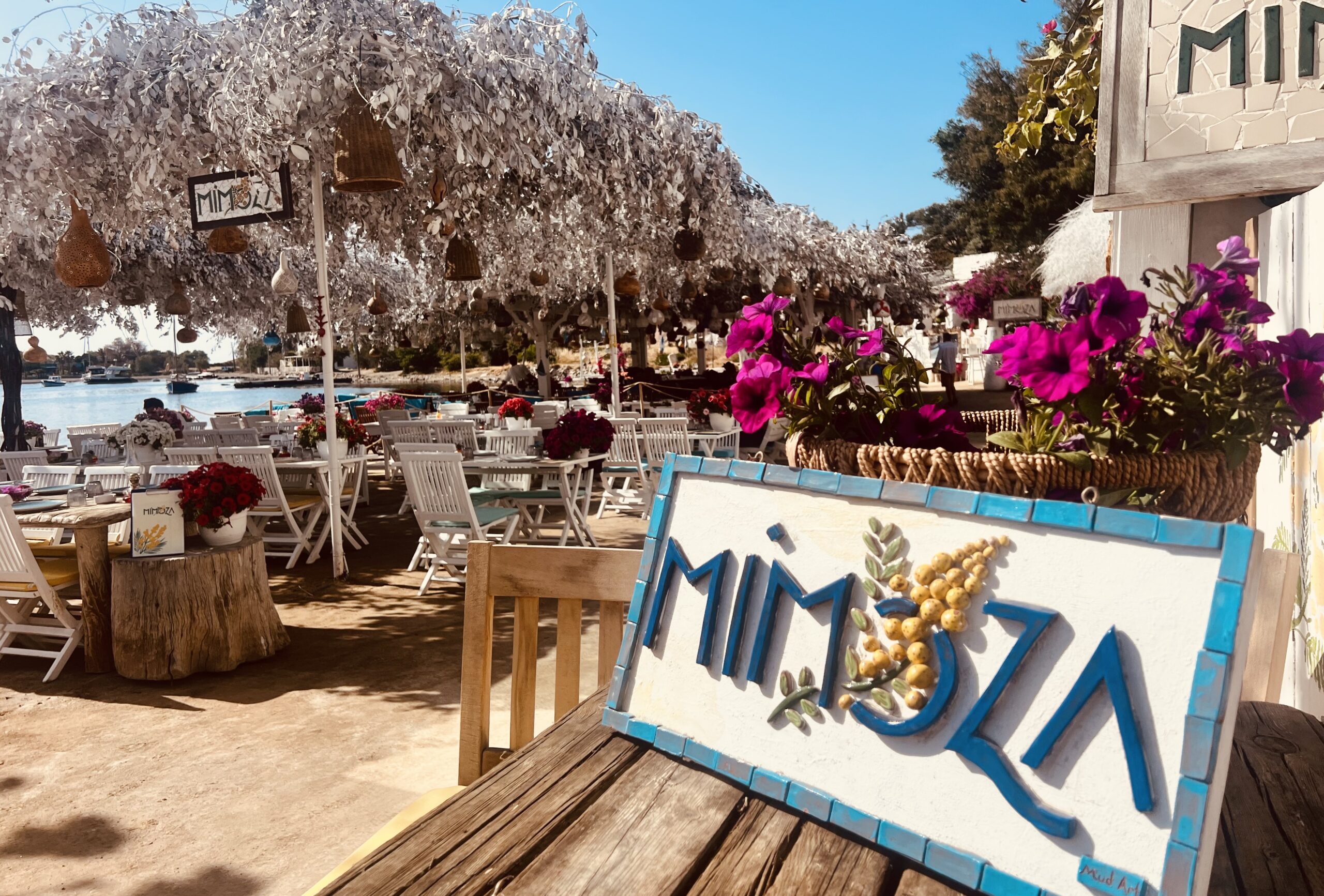 MİMOZA-GUMUSLUK - Müdavim